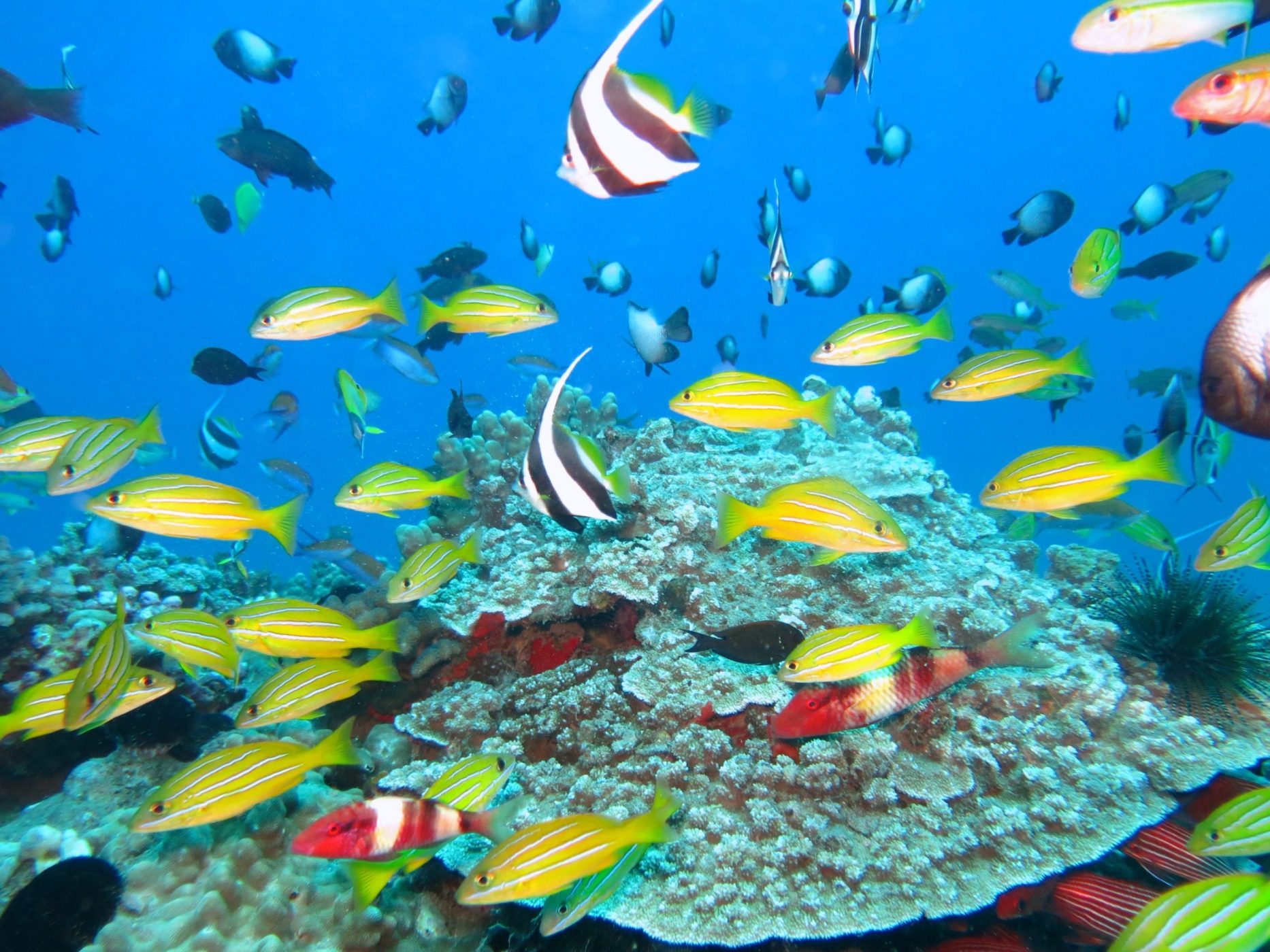 hawaii state fish coloring pages